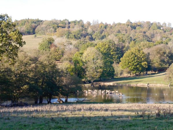 Wadhurst Park - The Hiker